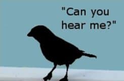 First Steps To Learn Bird Language: How To Get Started