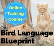 The 9 Stages Of Your Bird Language Journey