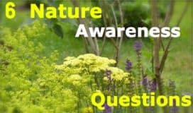 6 Excellent Nature Awareness Questions To Ask Outside