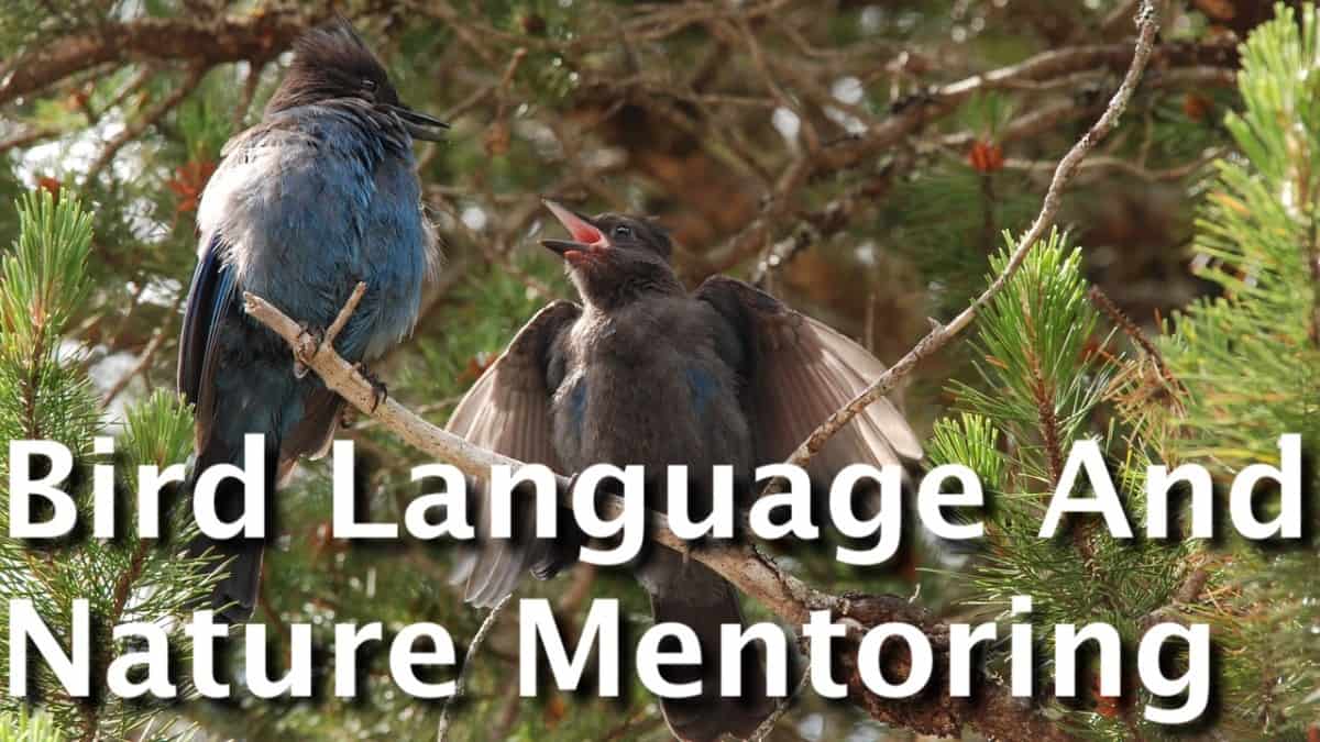 Bird Language And Nature Mentoring
