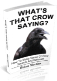 Crow Habits & Behaviors (And What They Mean…)