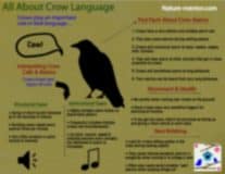 The Bird Language Blueprint