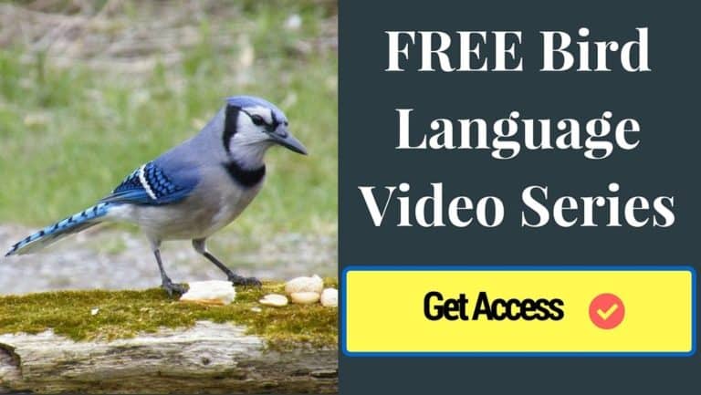 Do Birds Have Language? Yes! And It’s Amazing What They Say…