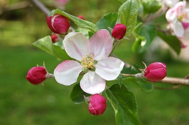 Plant Identification Cheat Sheet Questions Clues To Look For