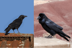 Difference Between Crows & Ravens? (Identification & Behavior)