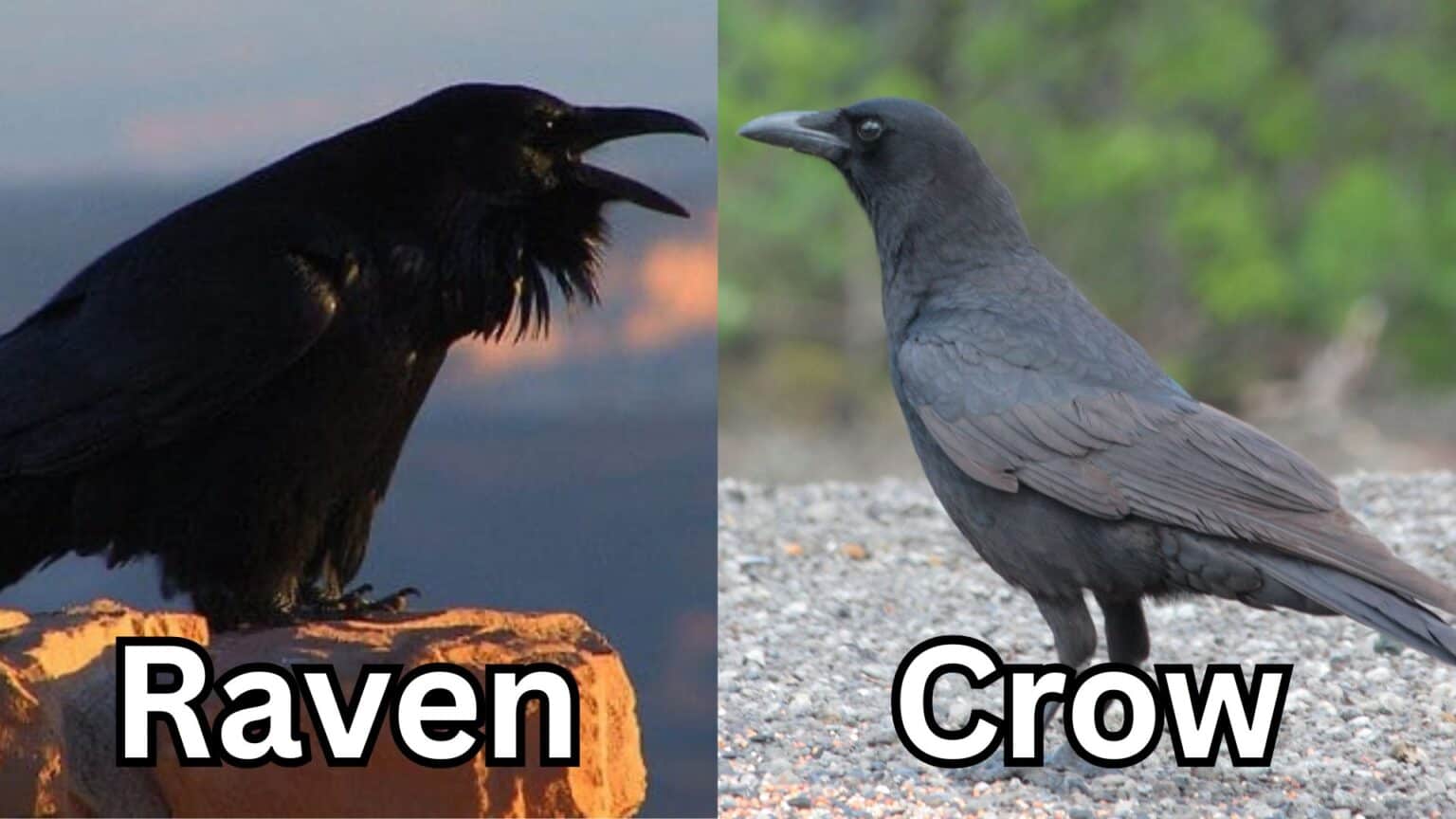 Crow vs Raven Differences: ID, Behavior, Calls, Personality