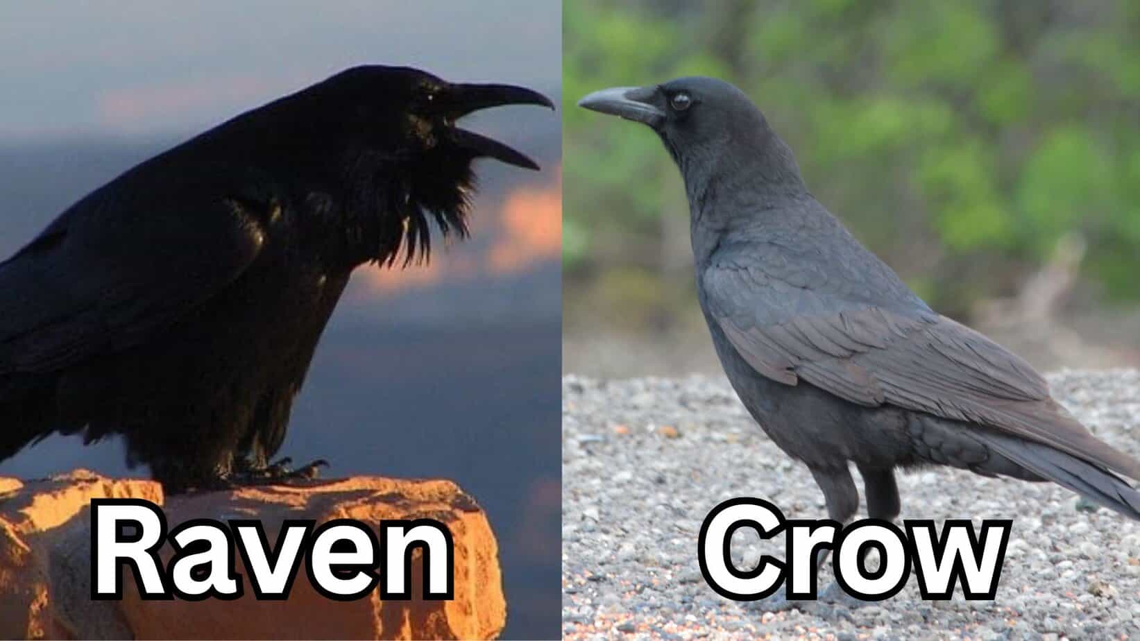Crow vs Raven Differences: ID, Behavior, Calls, Personality