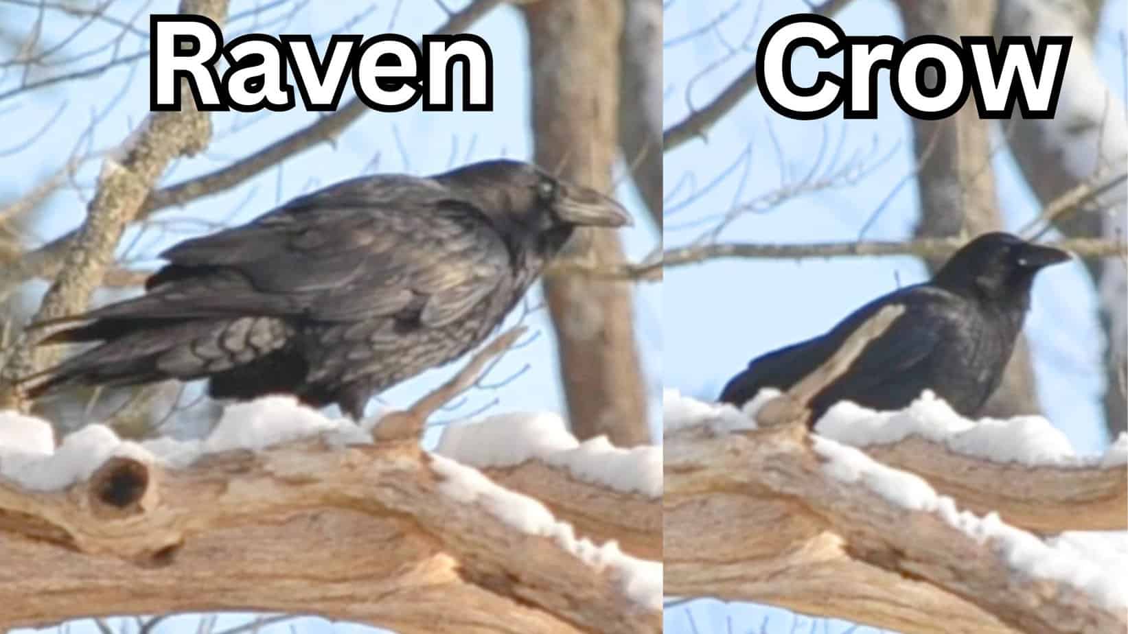 Crow vs Raven Differences: ID, Behavior, Calls, Personality