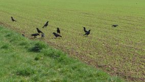 Crow vs Raven Differences: ID, Behavior, Calls, Personality