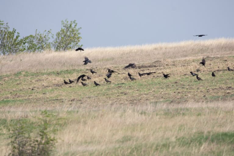 What Do Crows Eat? The Ultimate Guide to the Crow Diet