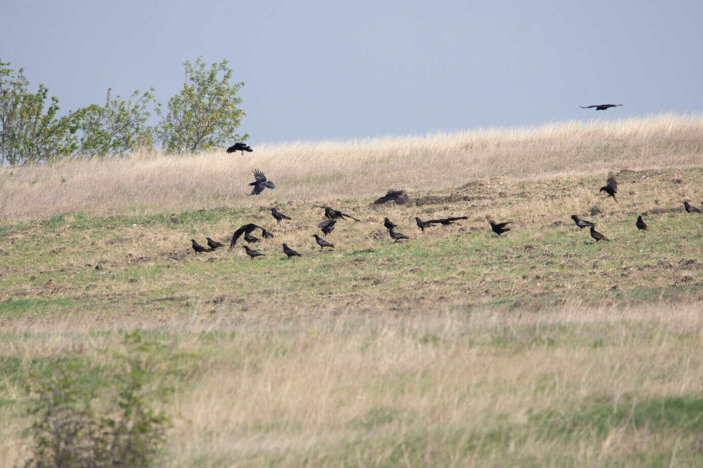 What Do Crows Eat? The Ultimate Guide to the Crow Diet