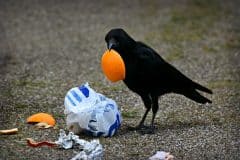 What Do Crows Eat? The Ultimate Guide to the Crow Diet
