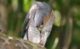 What Do Hawks Eat? (With diet lists for 9 common hawks)