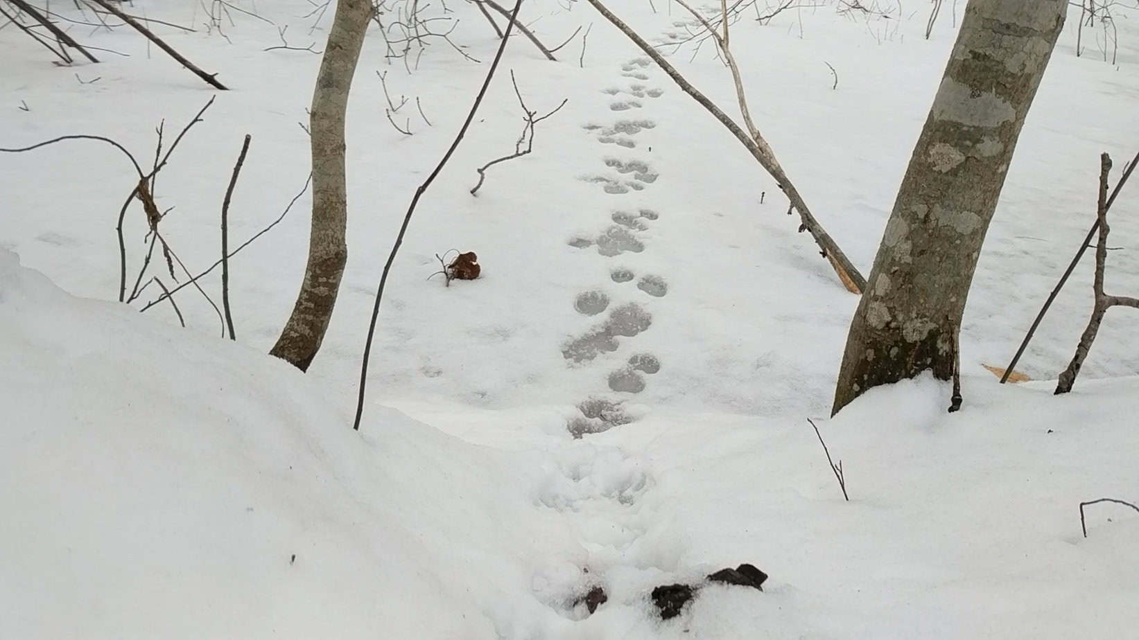 When Do Raccoons Have Babies? (Peak Season & How to Tell)