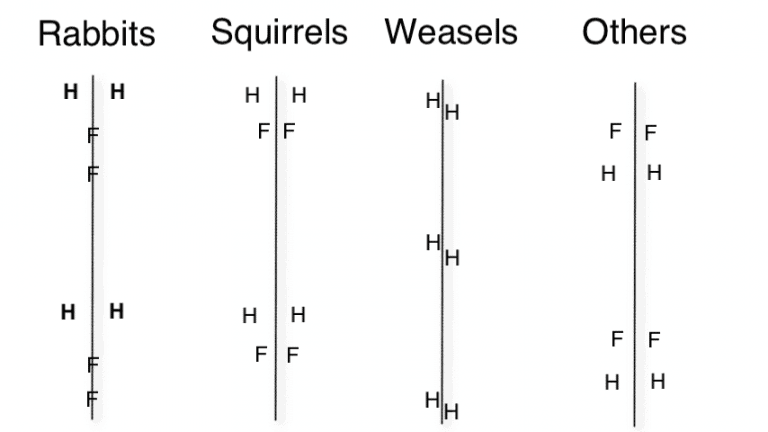 Online Guide To Animal Tracks: 6 track families & how to identify the ...