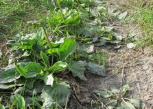 14 Types of Plants Everyone Should Know: Photos, ID & Uses
