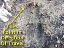 Deer Tracks And What They Tell You (ID, Speed, Direction, etc)