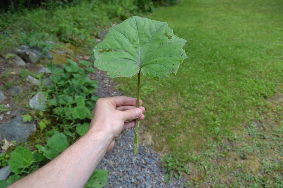 6 Fascinating Questions About Plants To Ask Outside 6 Fascinating Questions About Plants To Ask Outside