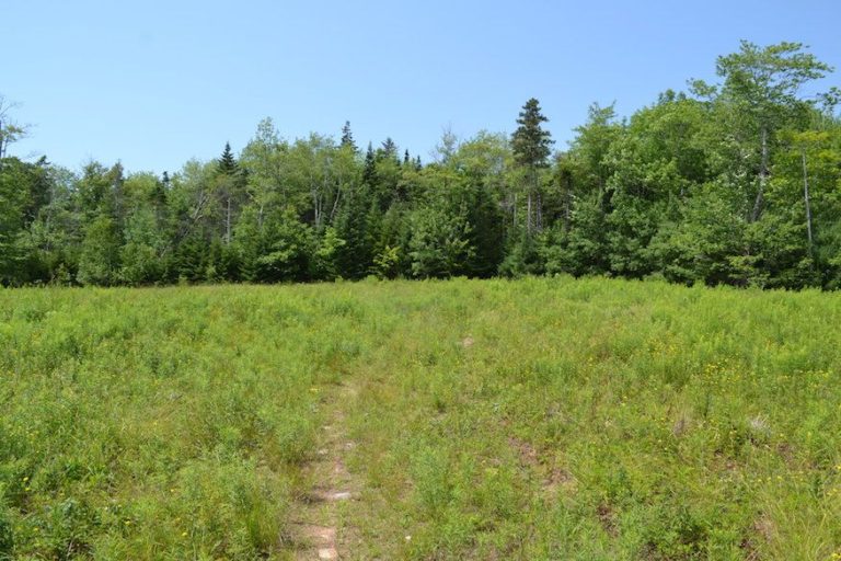 How Do Forests Form? (Forest Succession, Pioneer Plants & Growth Stages)