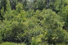 How Do Forests Form? (Forest Succession, Pioneer Plants & Growth Stages)