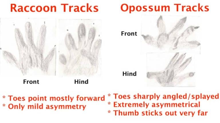 What Do Raccoon Tracks Look Like? (Photos & ID vs Look-Alikes)