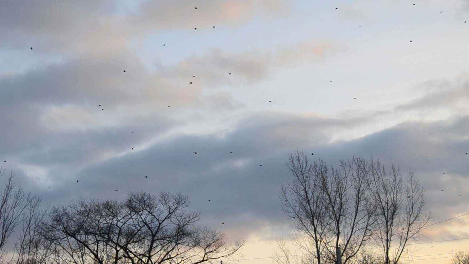 Why Do Crows Gather? Mobbing, Nightly Roosting, Family Events & More