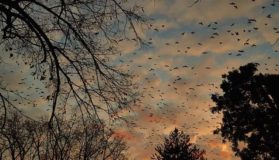 Why Do Crows Gather? Mobbing, Nightly Roosting, Family Events & More