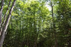 Difference Between Coniferous & Deciduous Forests (photos & analysis)