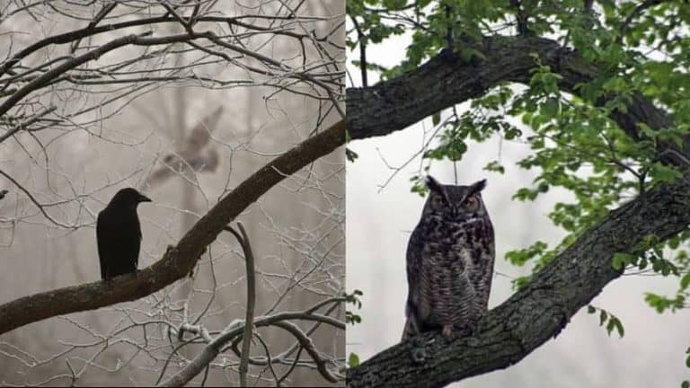 Why Do Crows Attack Owls? (Chasing & Mobbing Behaviors)