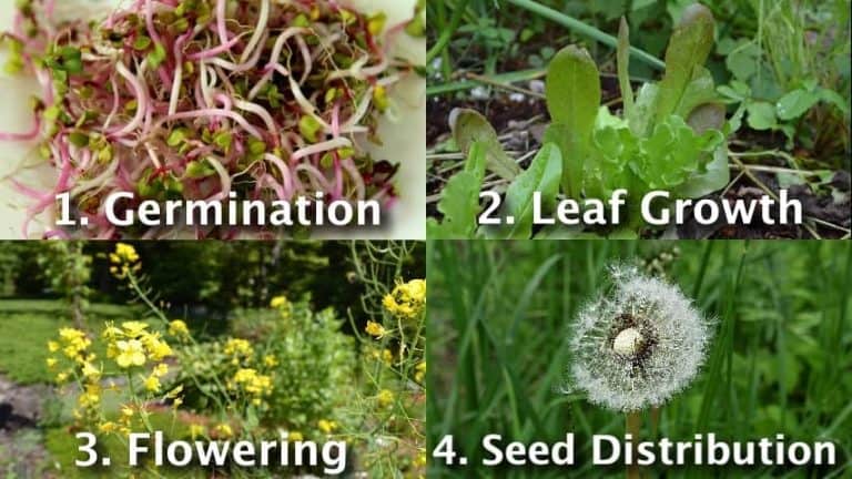 How To Learn The Plant Growth Stages: Photos & differences between ...