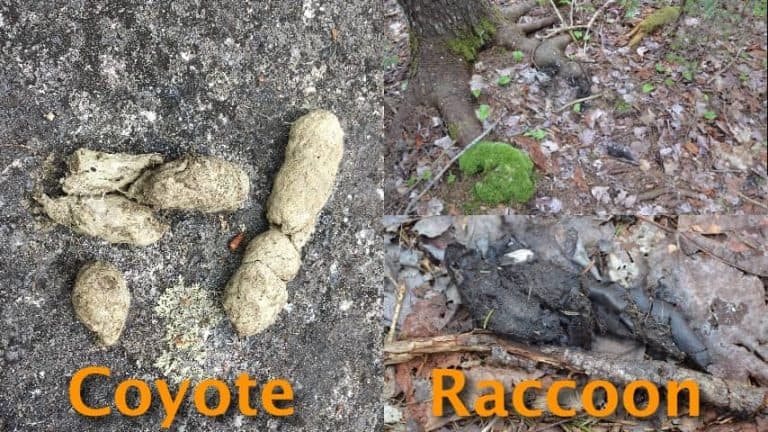 Raccoon Scat: How To Identify & Find Latrines + Dangers to be aware of