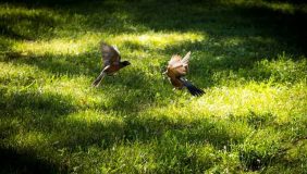 Robin Nesting Behavior: Full Timeline, Eggs & Finding Nests