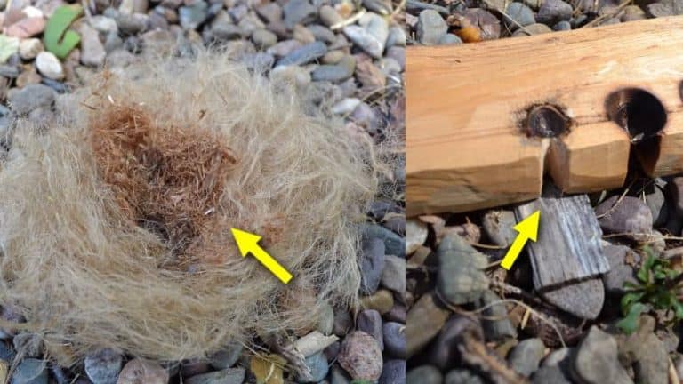 How To Make A Bow Drill (And Get Your First Primitive Fire)