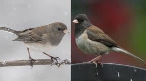 12 Essential Facts About Juncos That Everyone Should Know