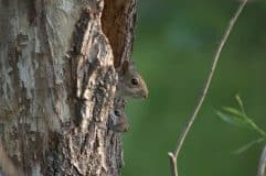 When Do Squirrels Mate & Have Babies? (mating calendar + 3 behaviors to ...