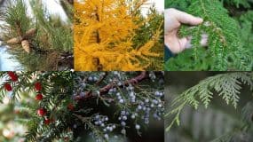 How To Identify Coniferous Trees: Easy tricks for pine, spruce, fir & more