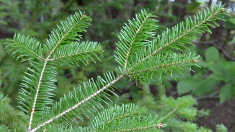 How To Identify Coniferous Trees: Easy tricks for pine, spruce, fir & more