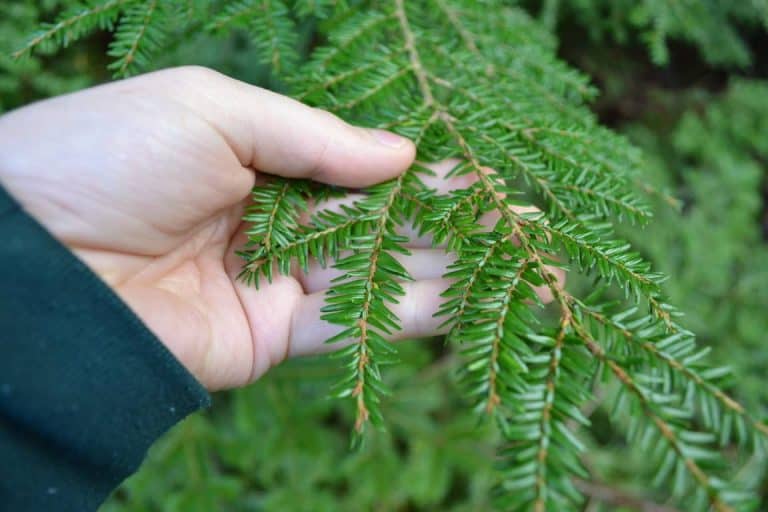 How To Identify Coniferous Trees: Easy tricks for pine, spruce, fir & more
