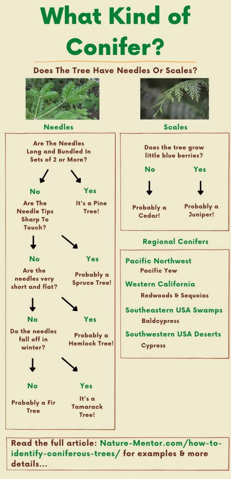 How To Identify Coniferous Trees: Easy tricks for pine, spruce, fir & more