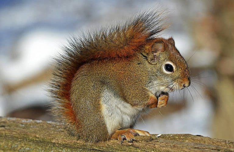 Red Squirrel vs Grey Squirrel: 8 Key Differences Explained