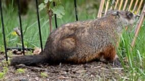 Beginner’s Guide To Groundhogs: Habitat, Diet, Behavior & More