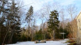 Beginner’s Guide To Groundhogs: Habitat, Diet, Behavior & More