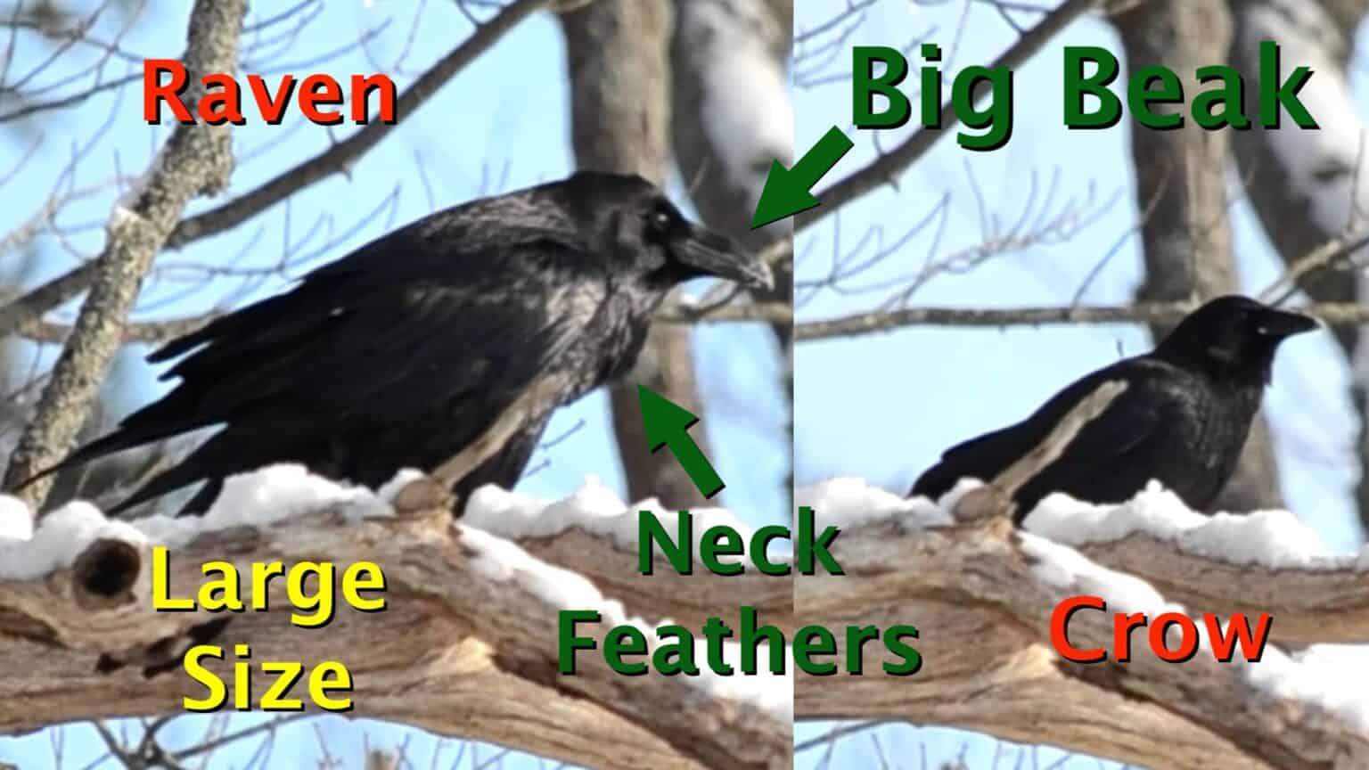 Crow vs Raven Differences: ID, Behavior, Calls, Personality