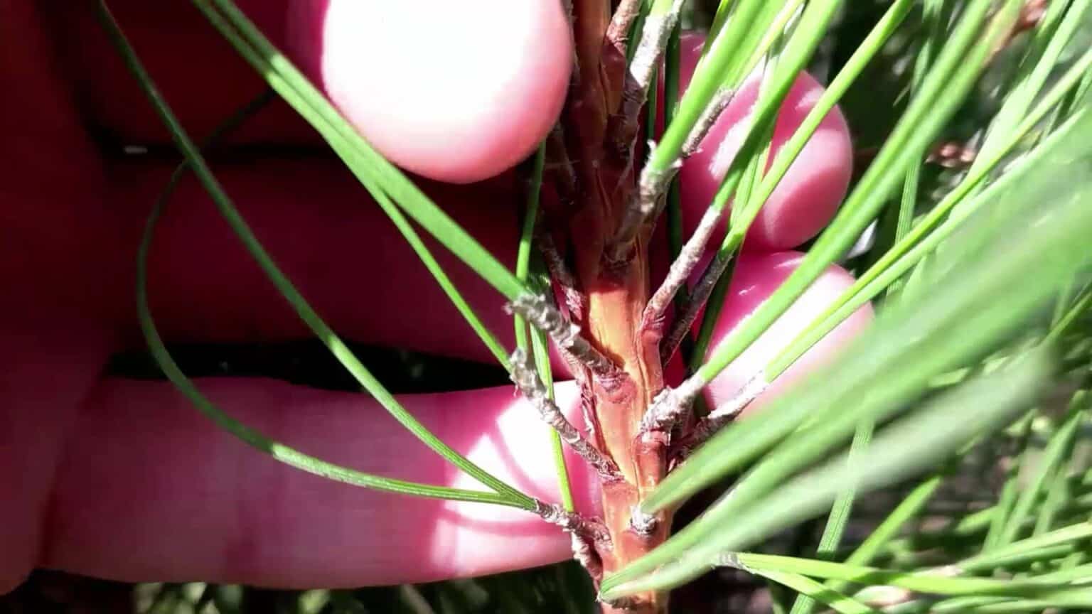 How To Identify White Pine And Red Pine Trees (Needles, Cones, Bark & More)
