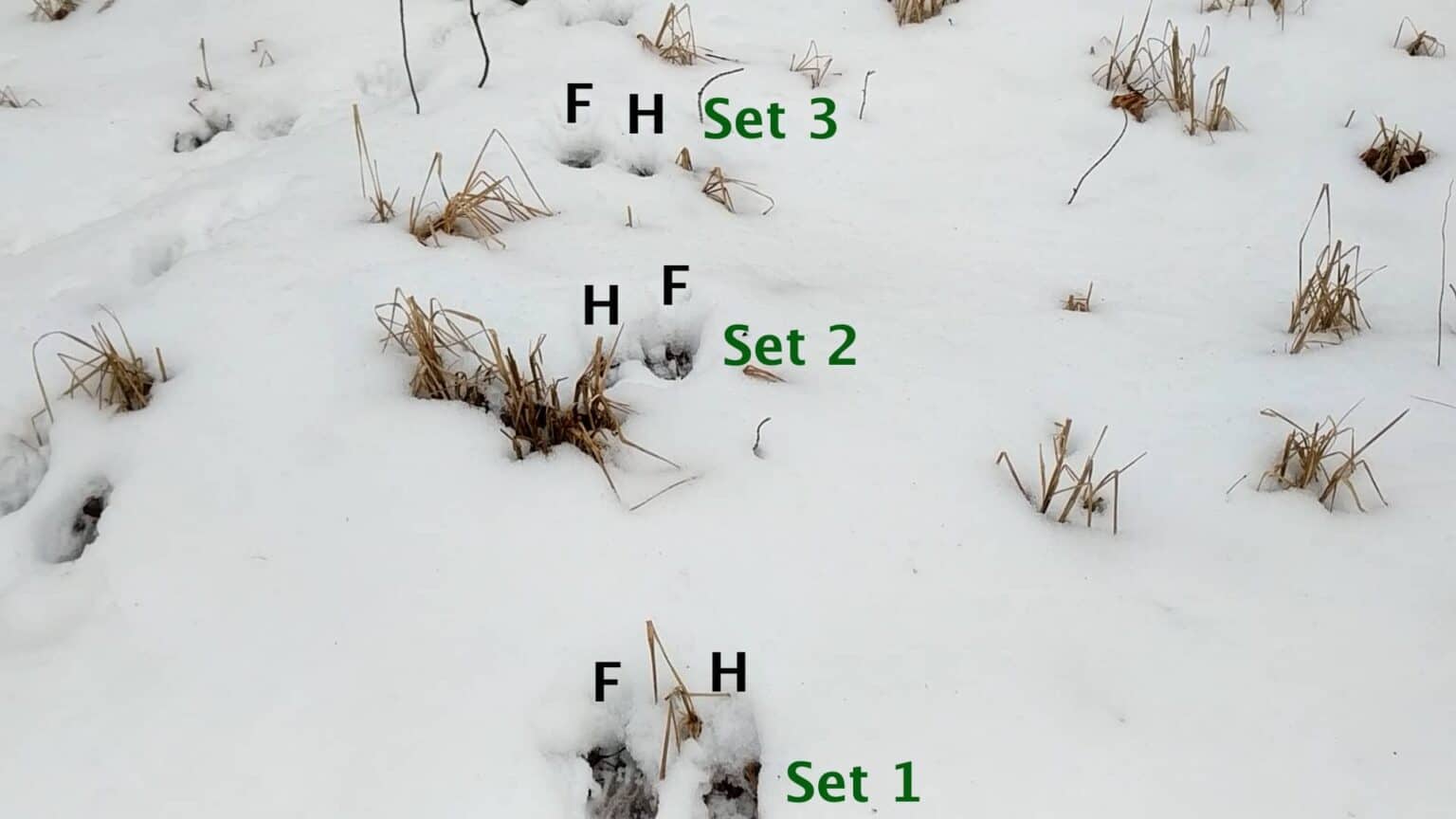 Identifying Raccoon Tracks In Snow: Winter Trail Behavior