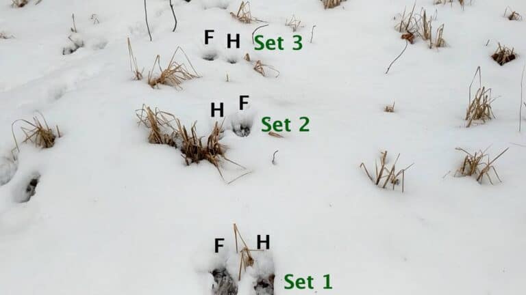 Identifying Raccoon Tracks In Snow: Winter Trail Behavior