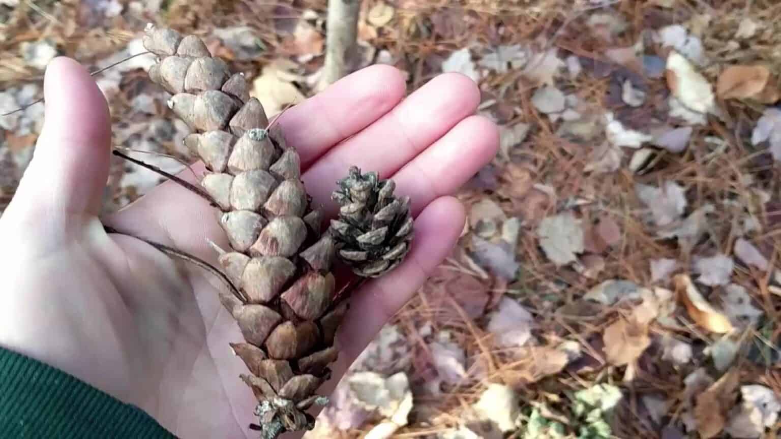 How To Identify White Pine And Red Pine Trees (Needles, Cones, Bark & More)