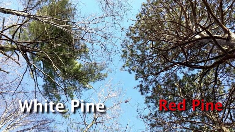 How To Identify White Pine And Red Pine Trees (Needles, Cones, Bark & More)