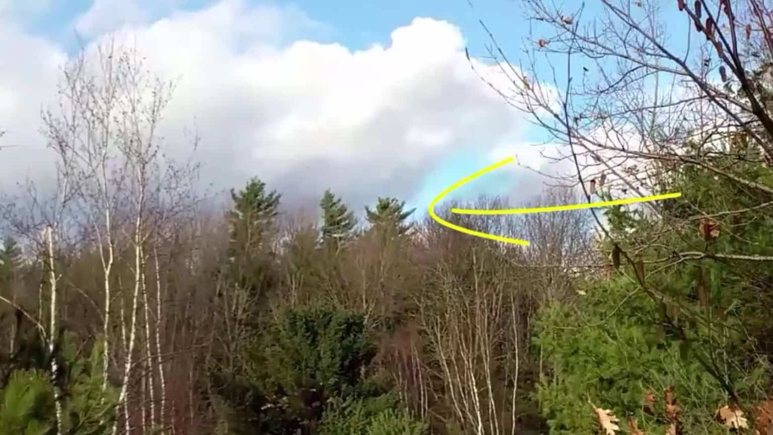How To Identify White Pine And Red Pine Trees (Needles, Cones, Bark & More)