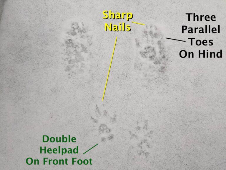 Identifying Squirrel Tracks In Snow: VS Rabbit & Mouse Tracks